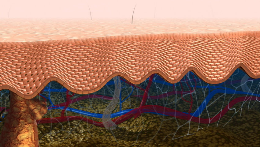 La peau - Réseau Canopé
