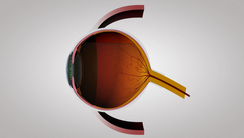 L’œil et la vision - Réseau Canopé